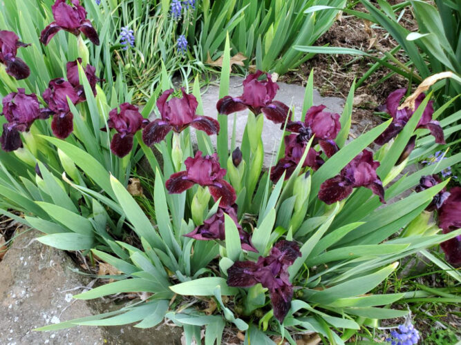 Dividing bearded irises | News, Sports, Jobs - The Express